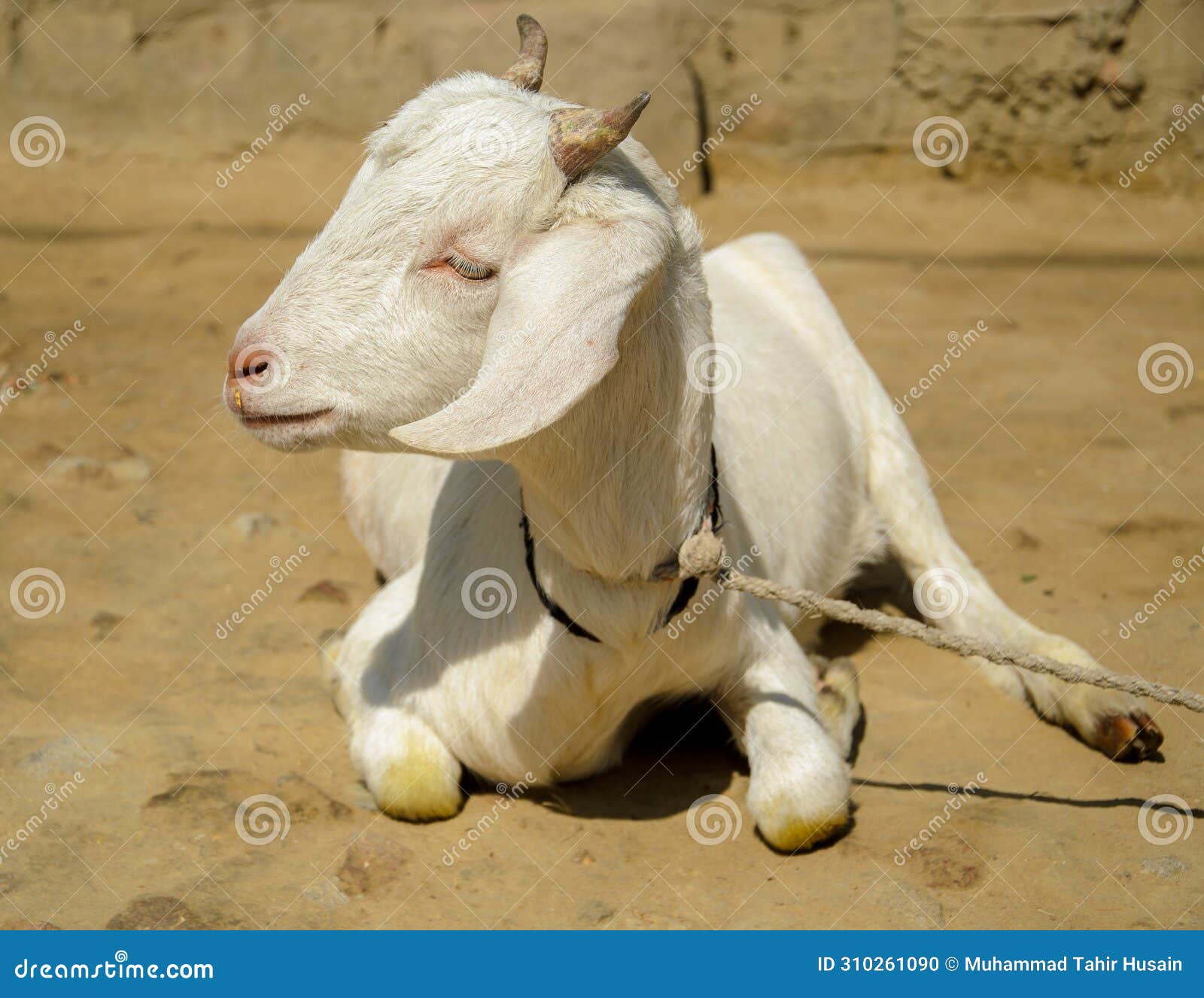 A beautiful white he goat stock photo. Image of grazing - 310261090