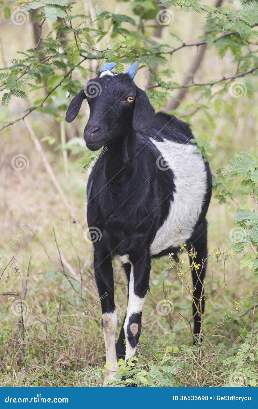 Indian Goat Standing Near Bush Stock Photo - Image of animal, stand ...