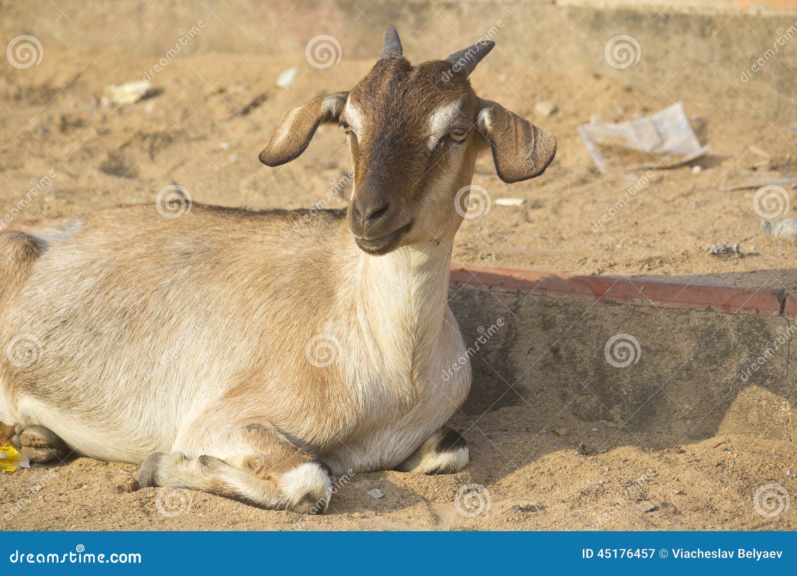 Indian goat stock image. Image of farm, symbol, relaxing - 45176457