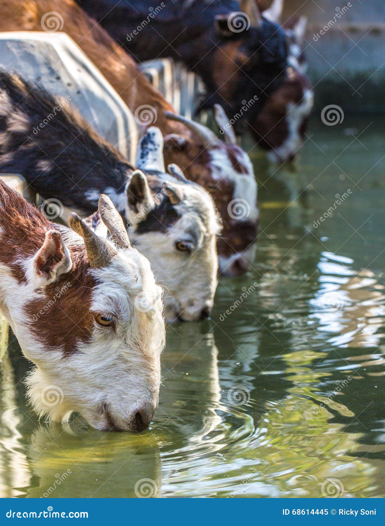 Indian goats stock image. Image of religion, rajasthani - 68614445