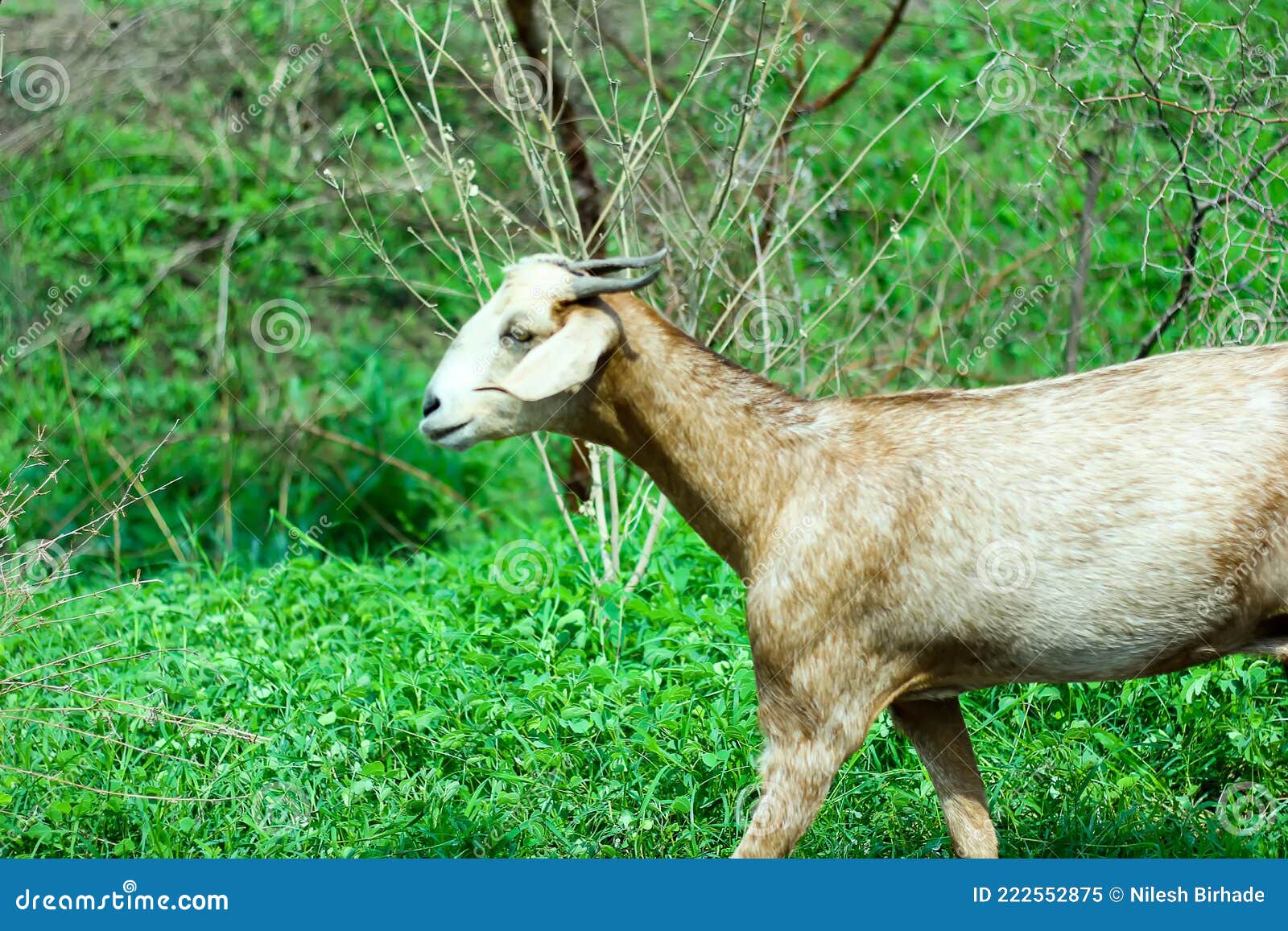 Indian Goats Eating Grass in Agricultural Field. Stock Image - Image of ...