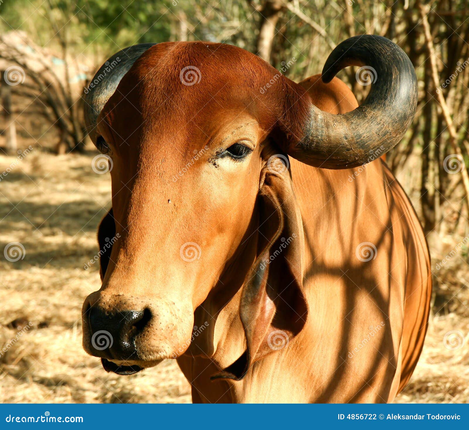 A Indian Golden Cow Stock Photography - Image: 4856722