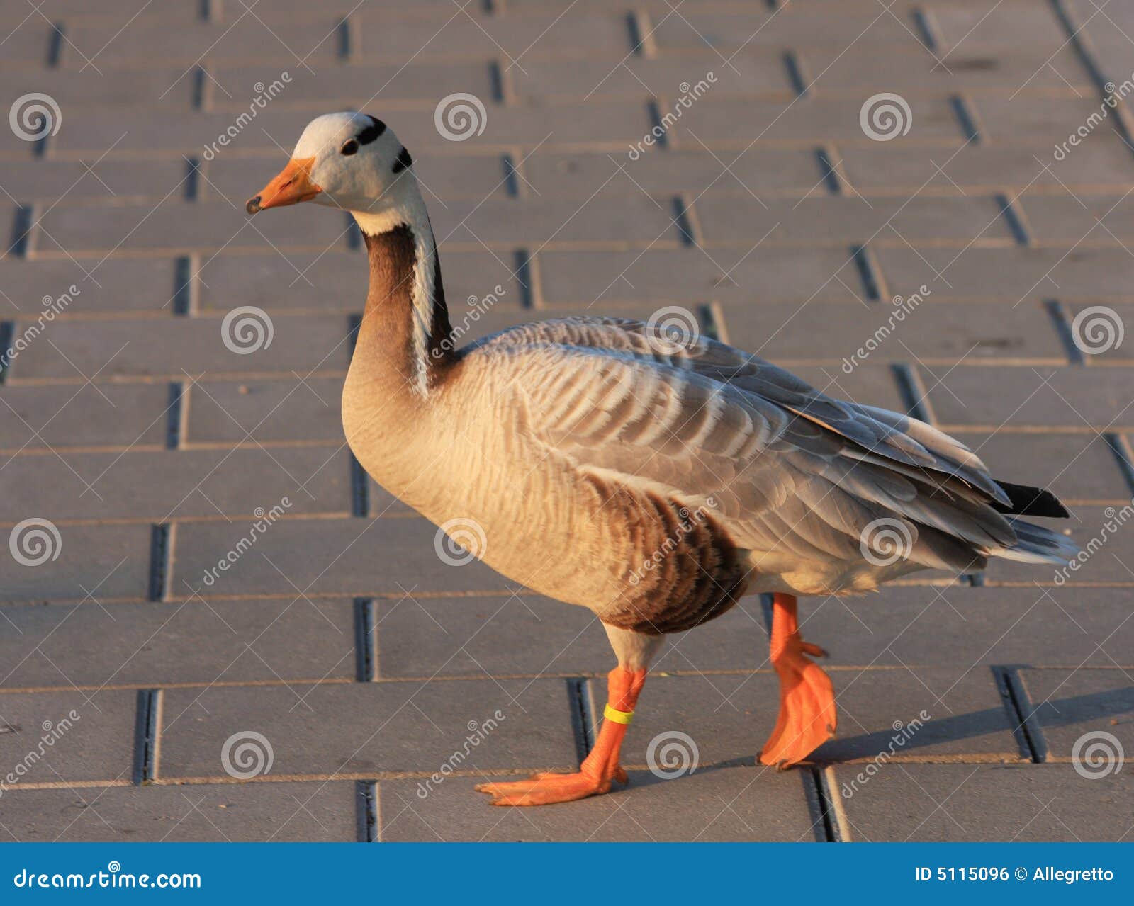 Indian goose stock photo. Image of pale, highest, indicus - 5115096