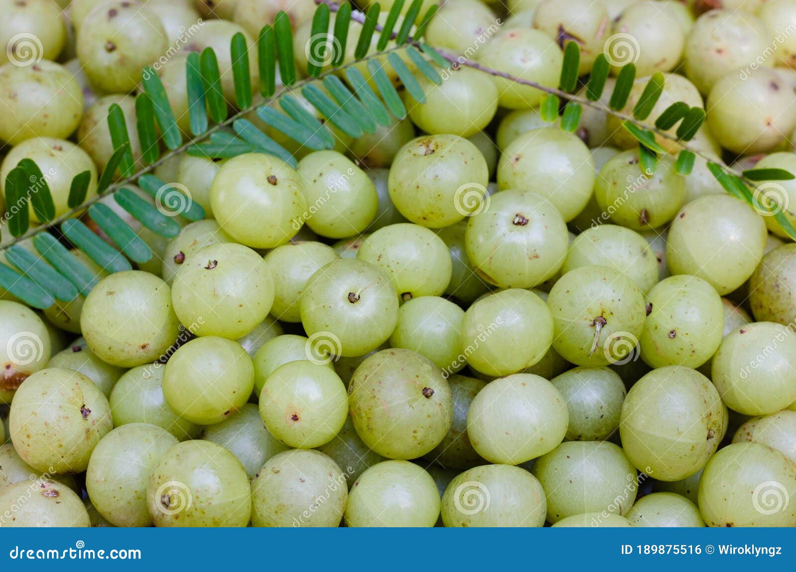 Fresh Organic Indian Gooseberry or Emblic Botanical Name is Phyllanthus ...