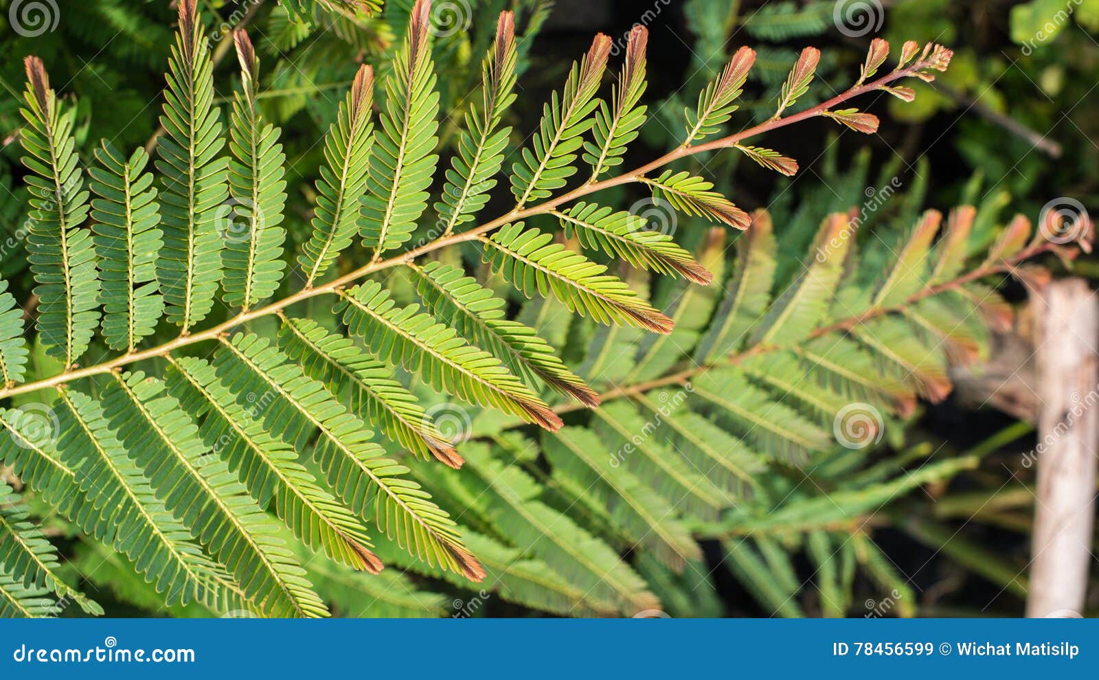 Indian Goose-Berry Leaf stock image. Image of gooseberry - 78456599