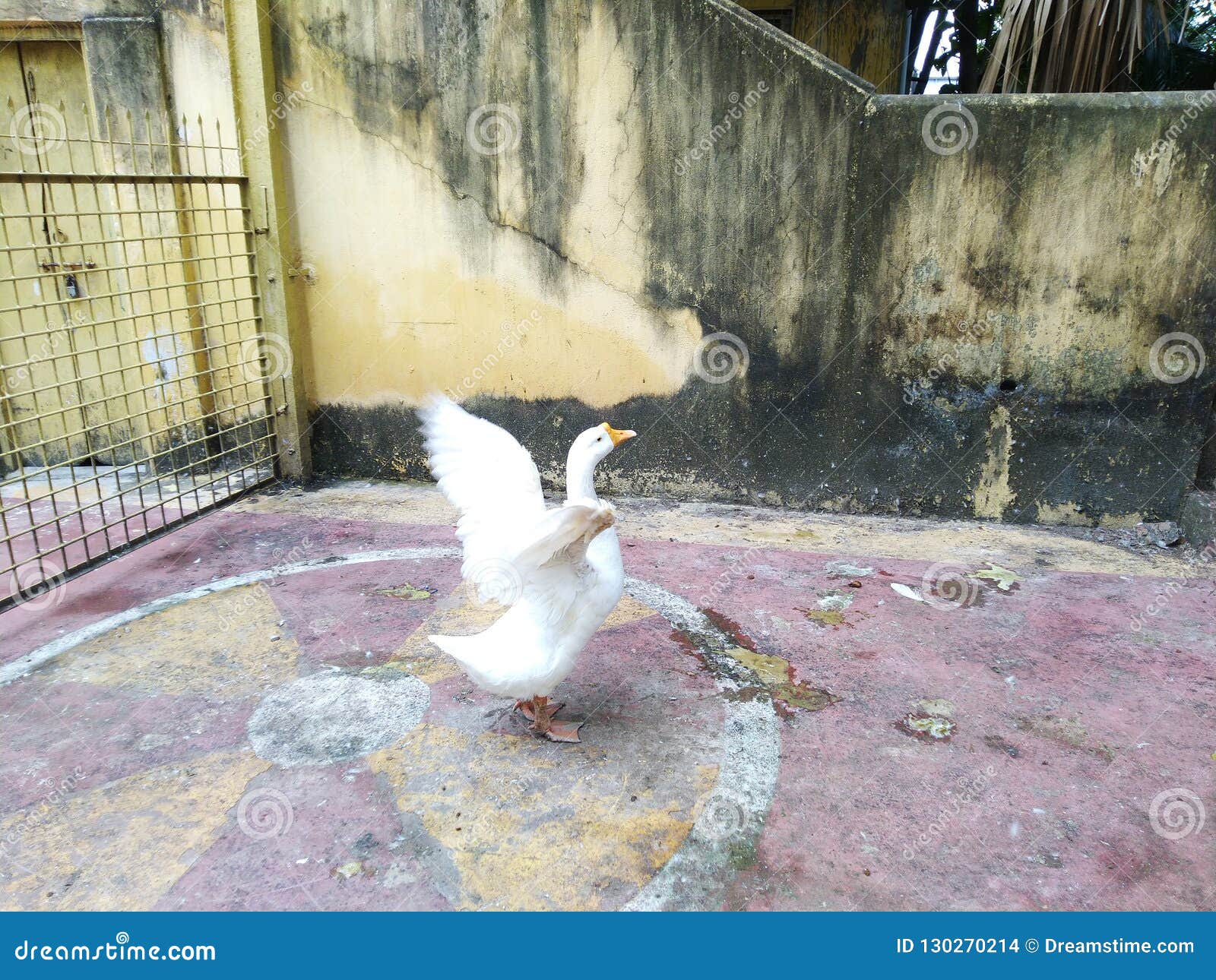 Indian goose stock photo. Image of wings, goose, indian - 130270214