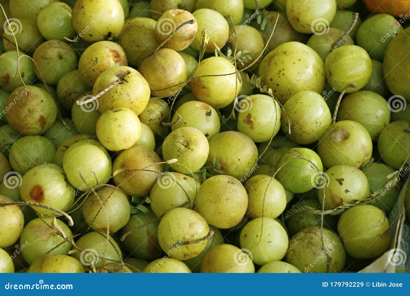 Indian Gooseberries. Amla Fruit Extract Decrease the Blood Glucose.Has ...