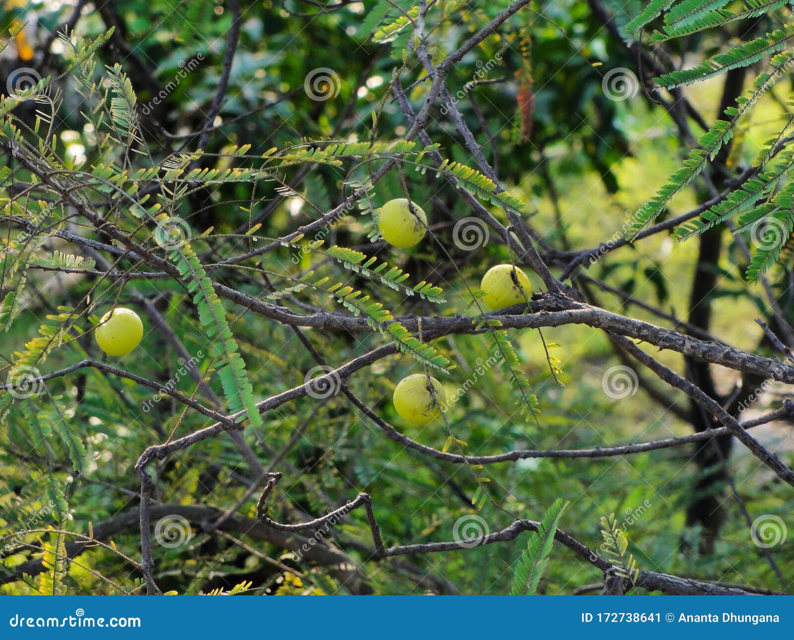 Amla fruit on the tree stock image. Image of gooseberry - 172738641
