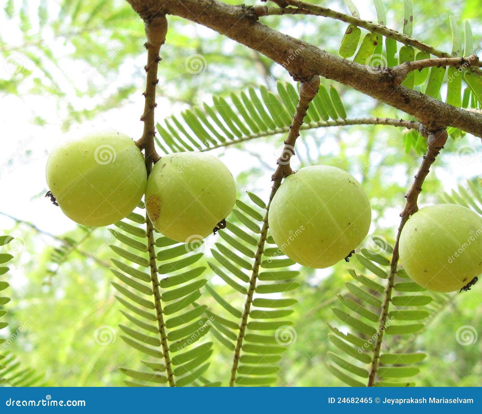 Indian Gooseberry stock image. Image of forest, macro - 24682465