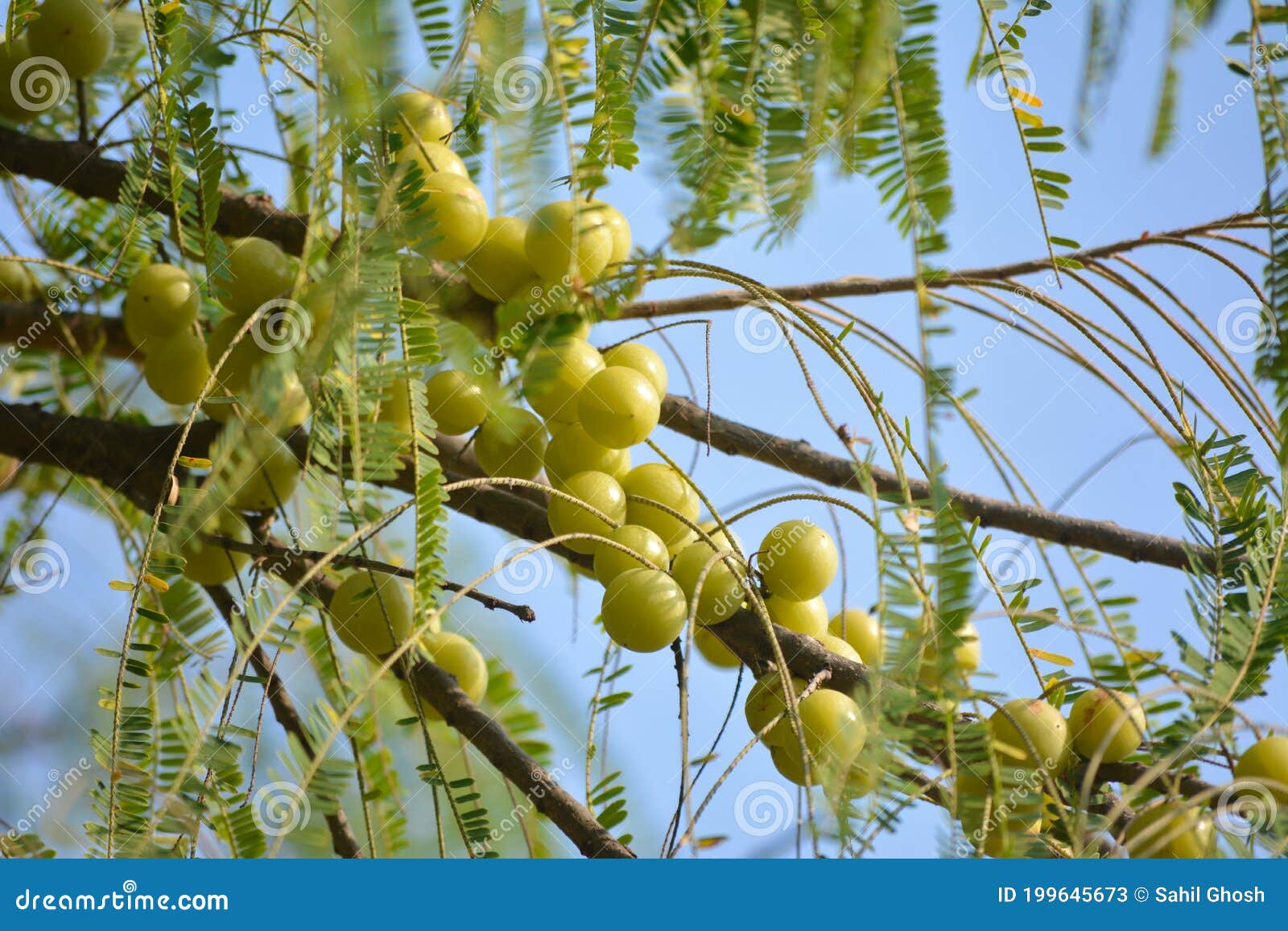 Indian Gooseberry or Amla Fruit on Tree. Stock Image - Image of garden ...