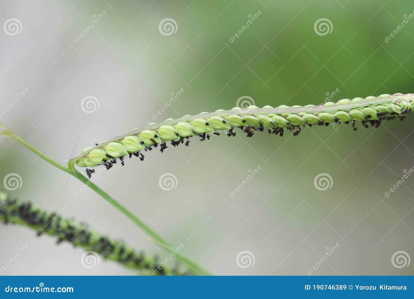 Indian goosegrass stock image. Image of weed, indica - 190746389
