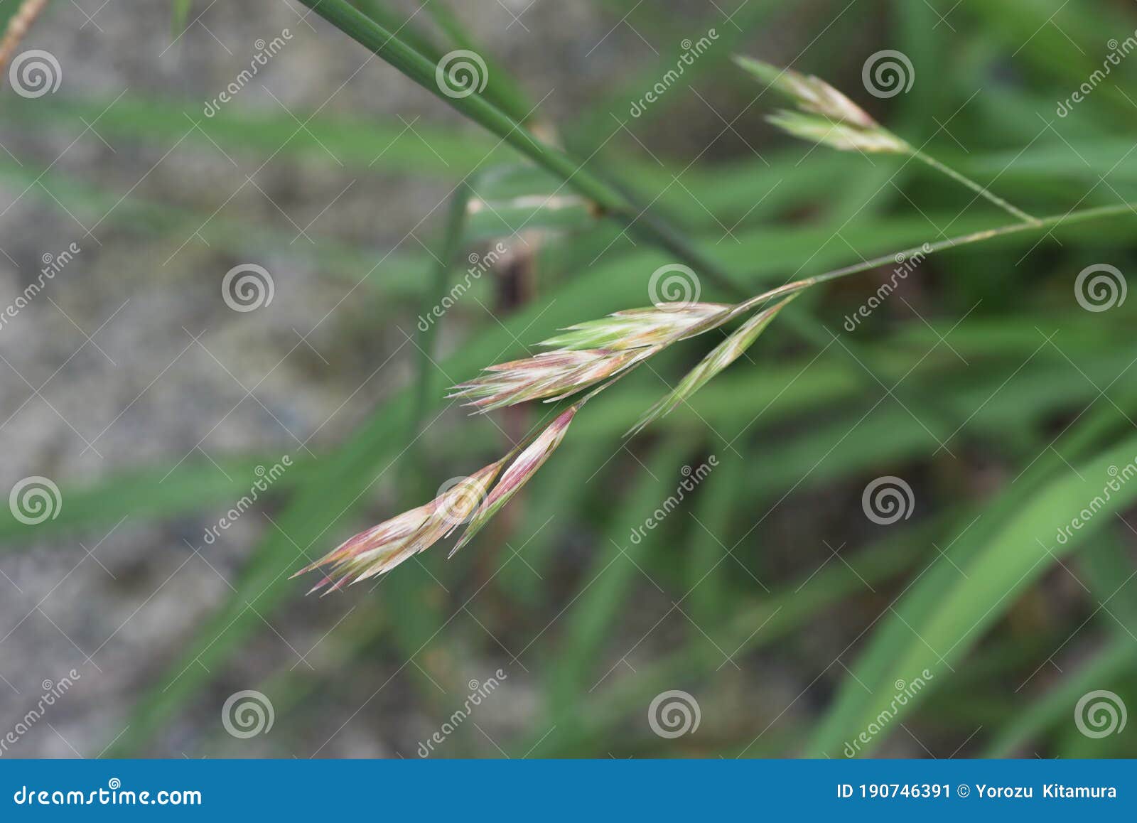 Indian goosegrass stock image. Image of wire, meadow - 190746391