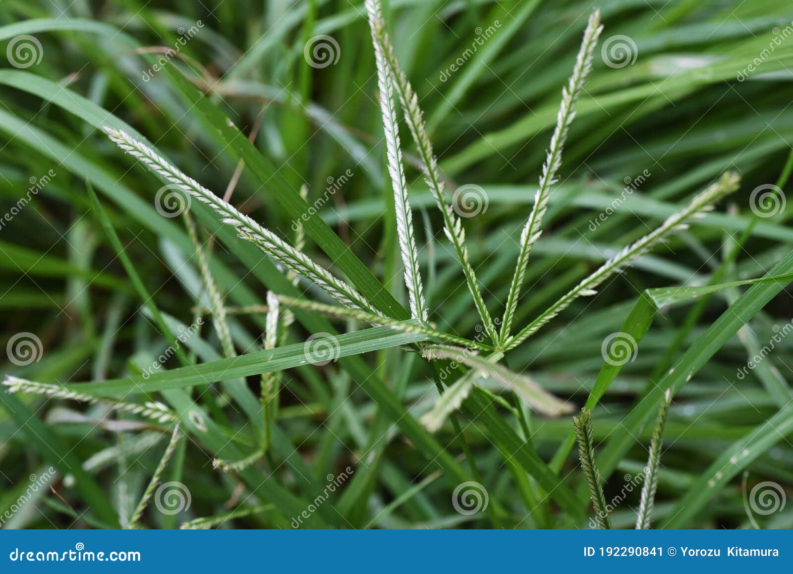 Indian goosegrass stock image. Image of landscape, natural - 192290841