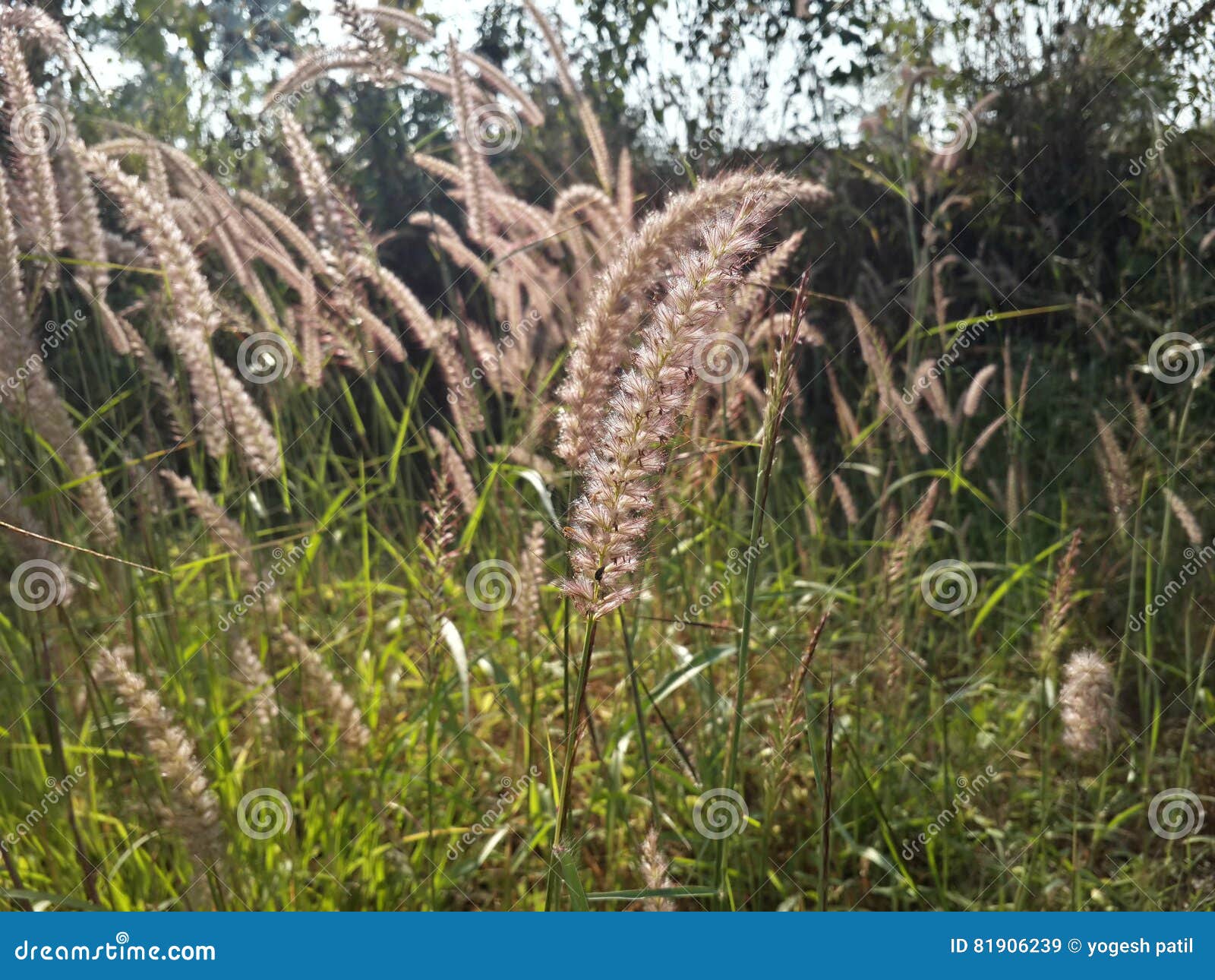 Indian grass in sunlight stock image. Image of grass - 81906239