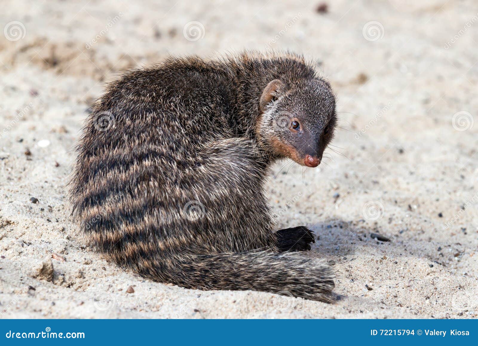 Indian Gray Mongoose on Sand Stock Photo - Image of wildlife, mongoose ...