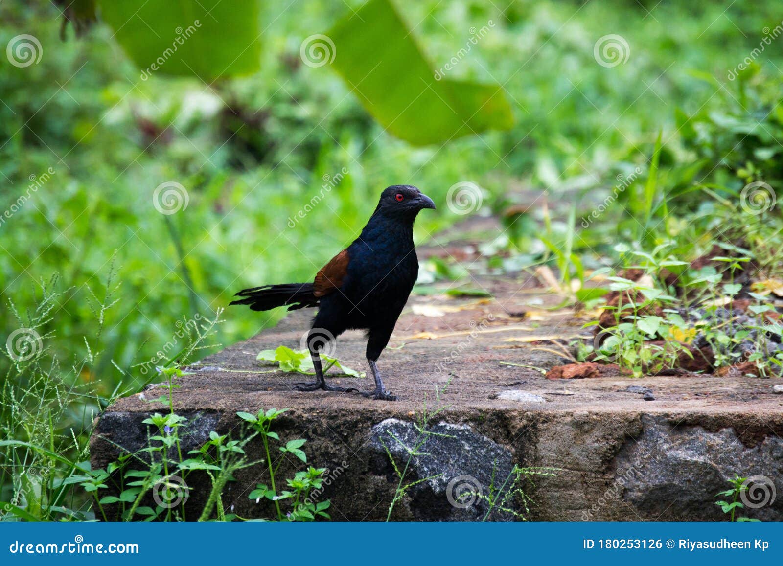 Himalayan Crow At Chandrashila Peak Chopta Tungnath Uttrakhand Stock ...