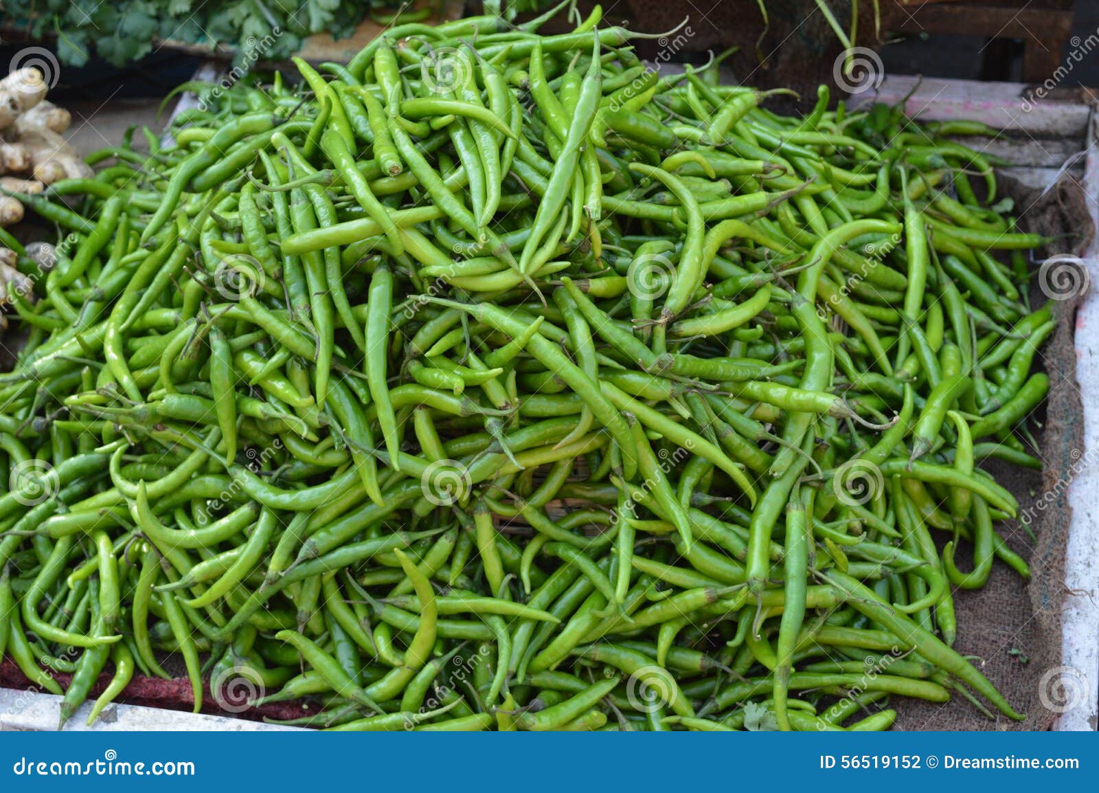 Indian green chilli stock photo. Image of indian, india - 56519152