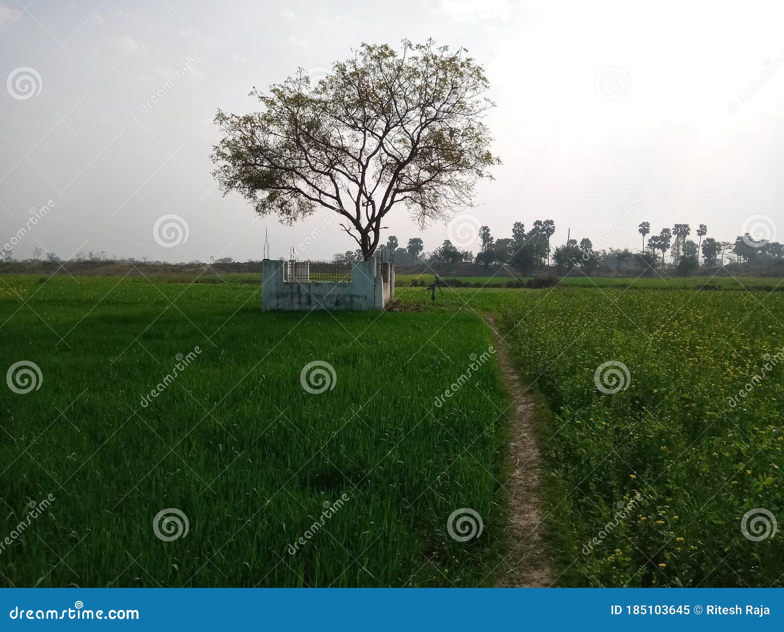 Indian Green Field Crops with Tree and Greenery Stock Image - Image of ...