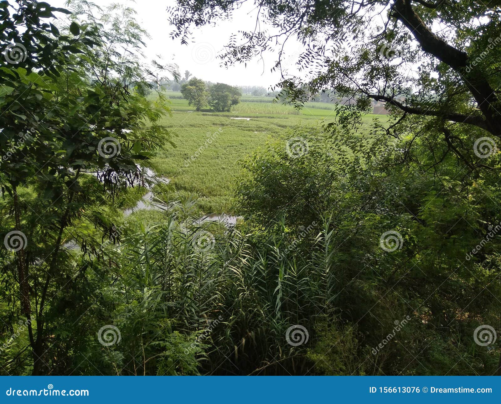 Indian green grass editorial photo. Image of green, trees - 156613076
