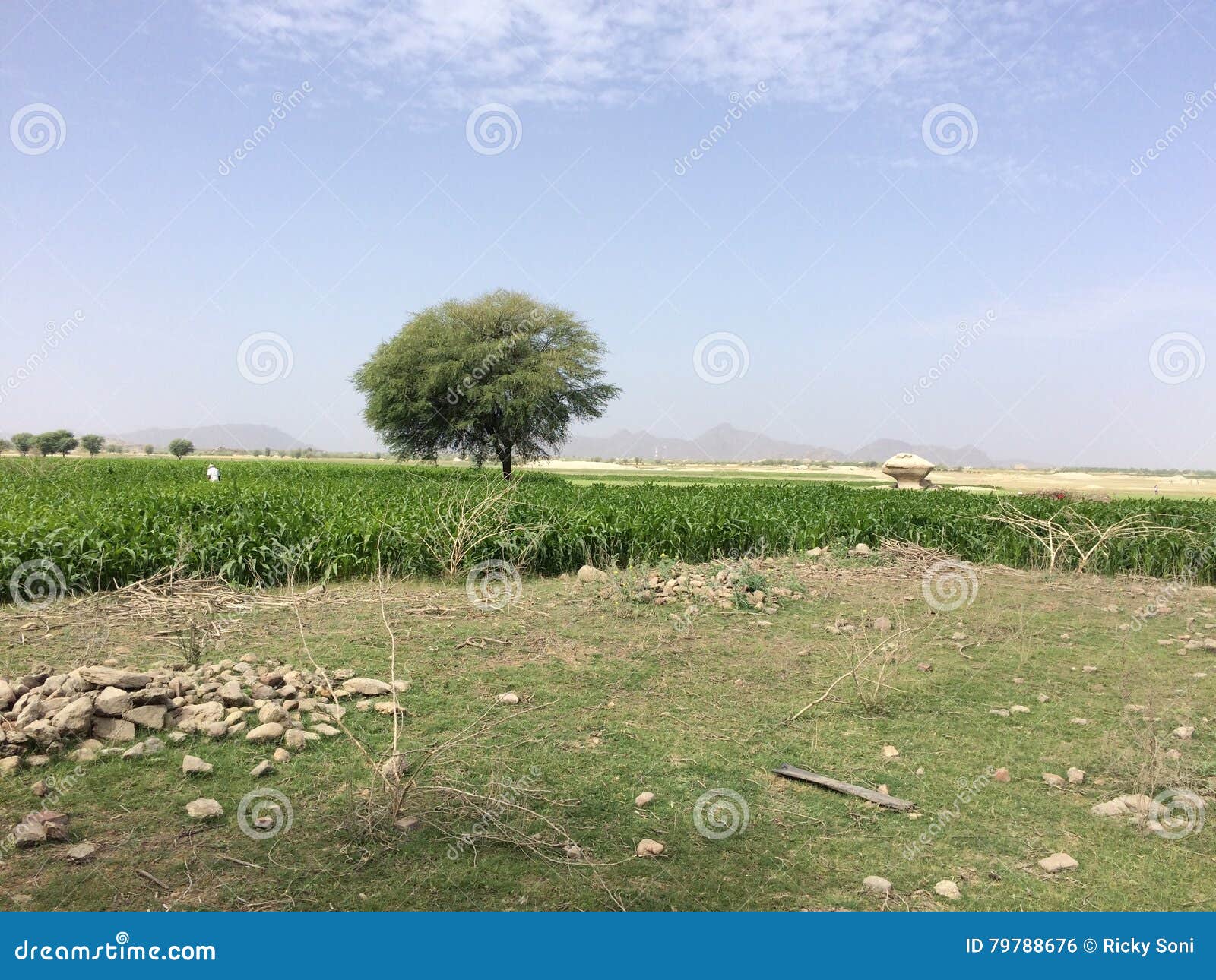 Indian green landscape stock photo. Image of india, environment - 79788676