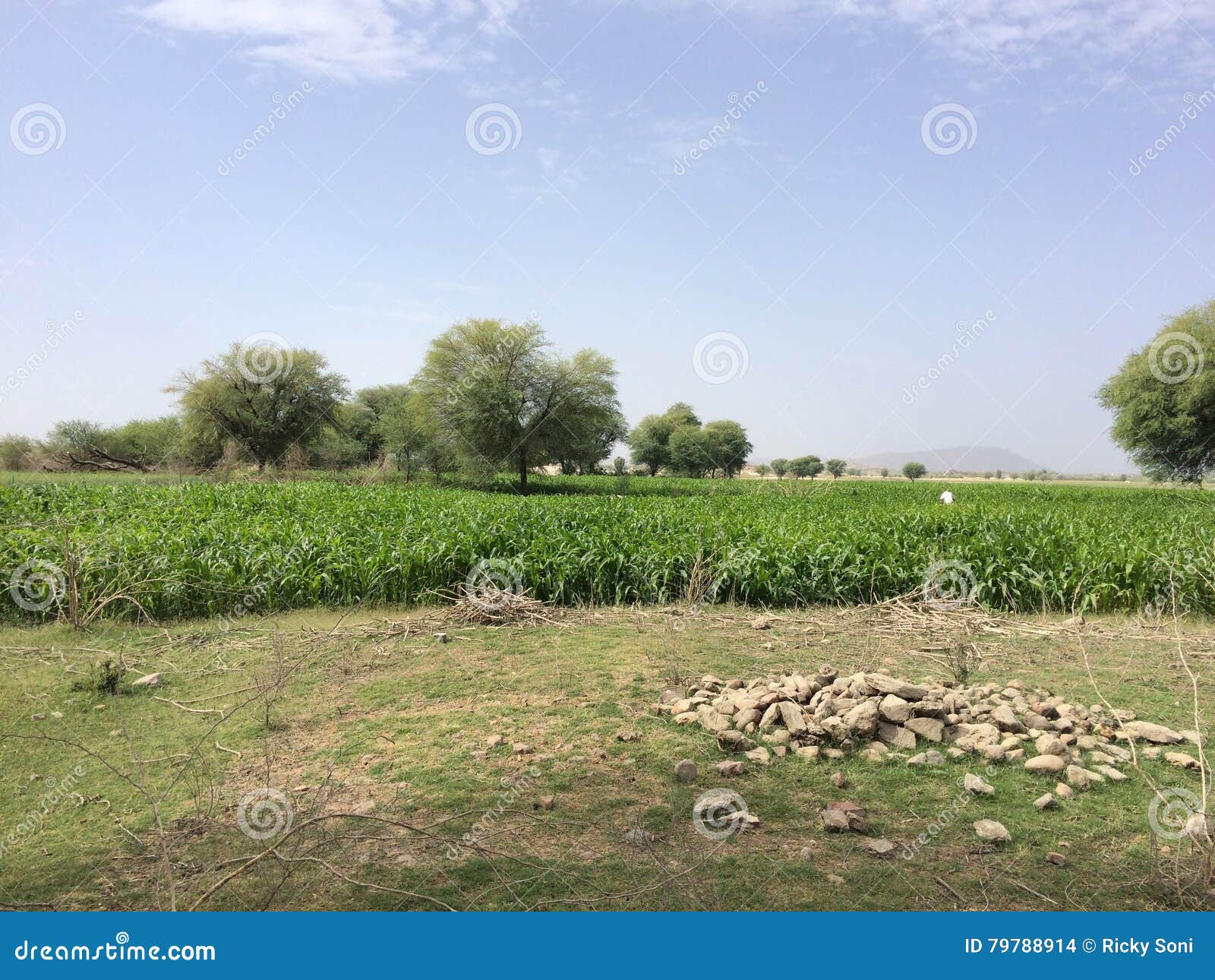 Indian green landscape stock photo. Image of green, cloud - 79788914