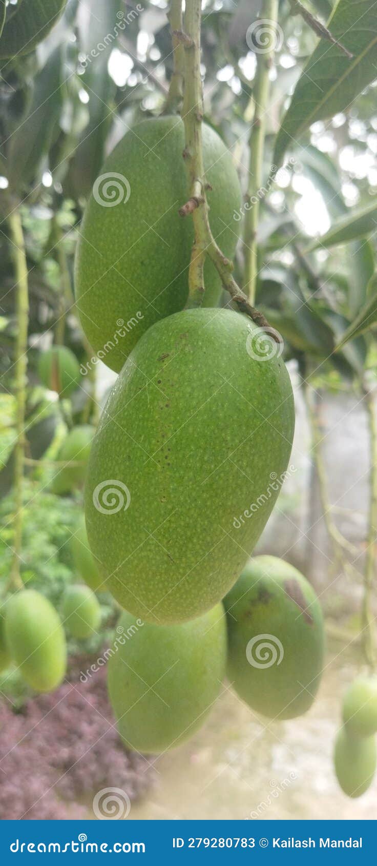 Indian Green Mangoes on Tree Stock Image - Image of mangoes, tree ...