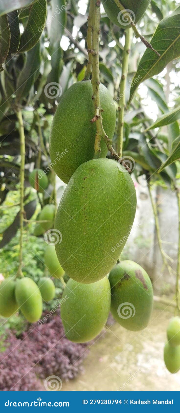 Indian Green Mangoes on Tree Stock Photo - Image of tree, green: 279280794