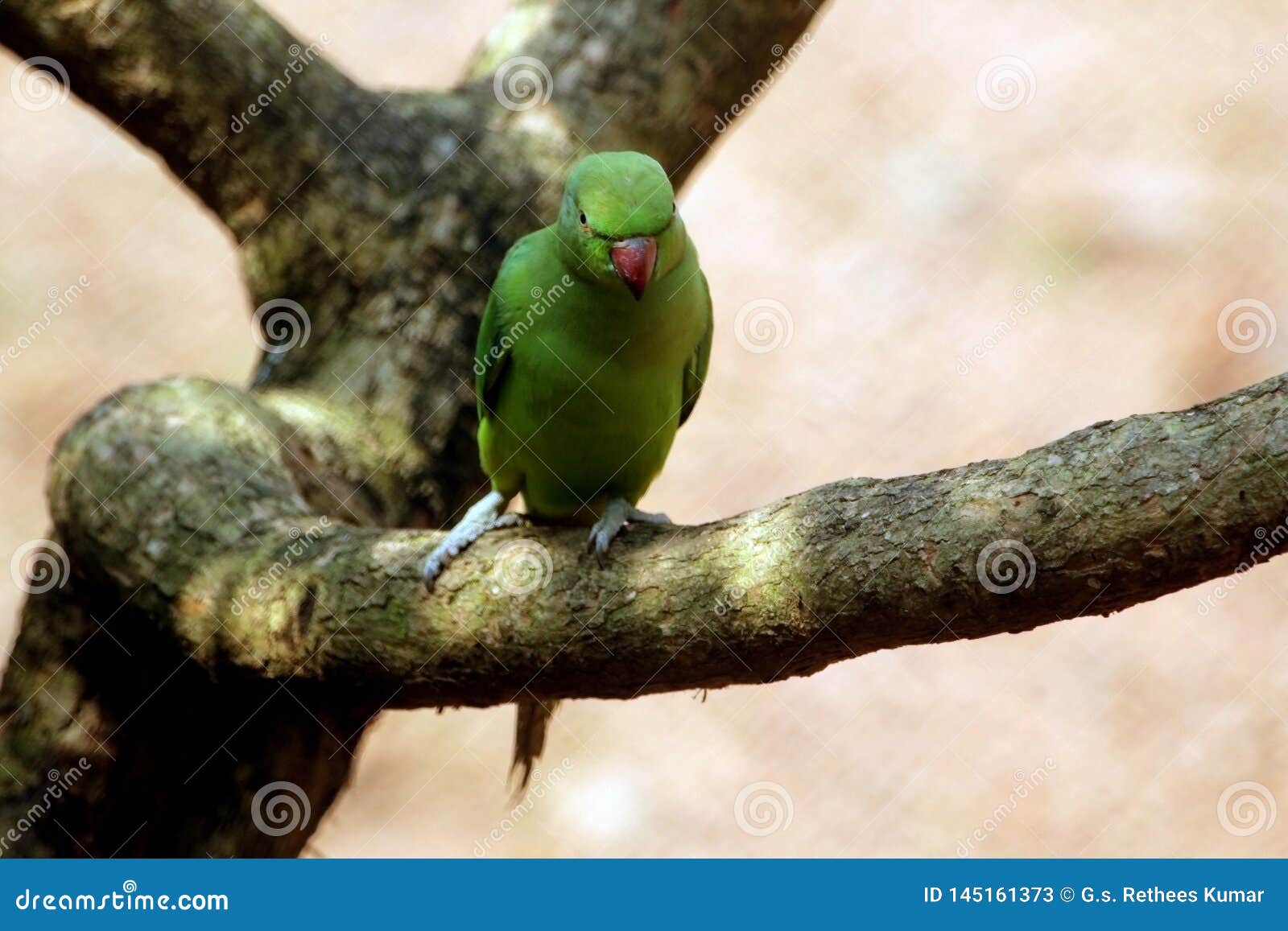 Green Parrot on Tree Branches Stock Image - Image of indian, wildlife ...