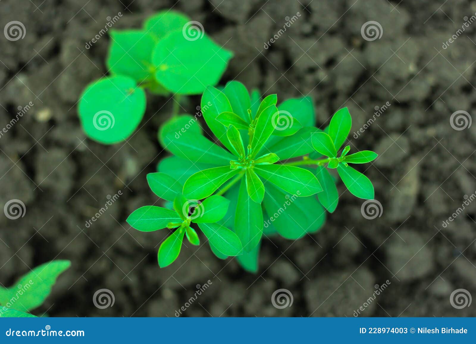 Indian Green Tree Morning Image Stock Image - Image of beauty, indian ...