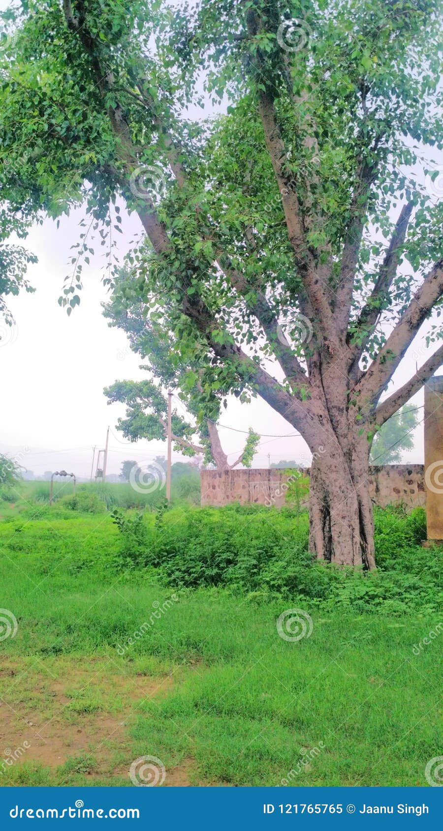 Indian green tree stock image. Image of nature, green - 121765765