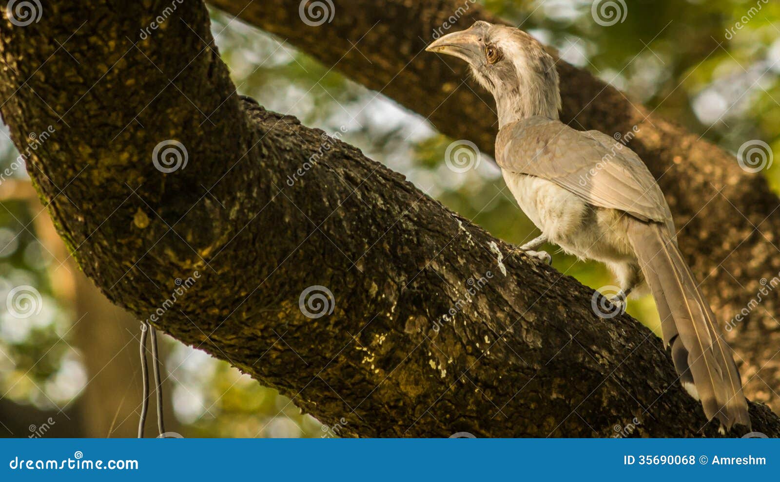 Bird with long curved bill stock photo. Image of predator - 35690068