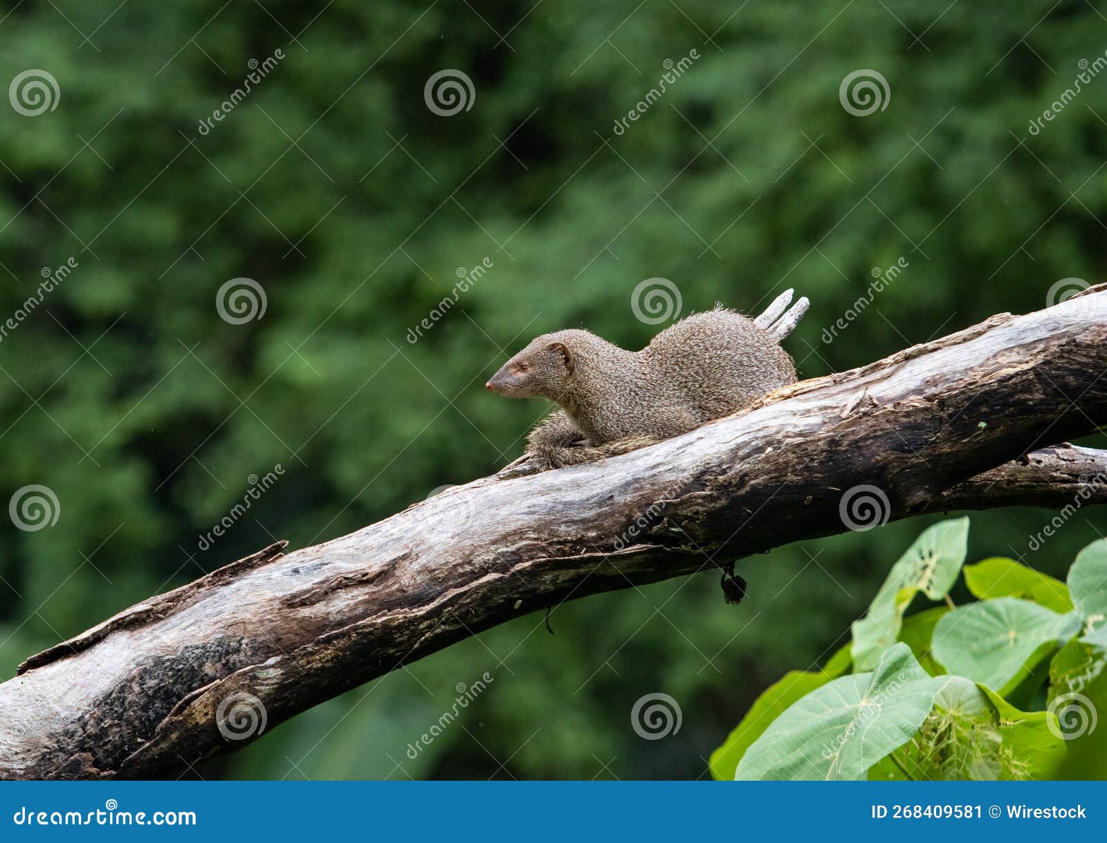Indian Grey Mongoose (Urva Edwardsii) Sitting on a Tree Branch Stock ...