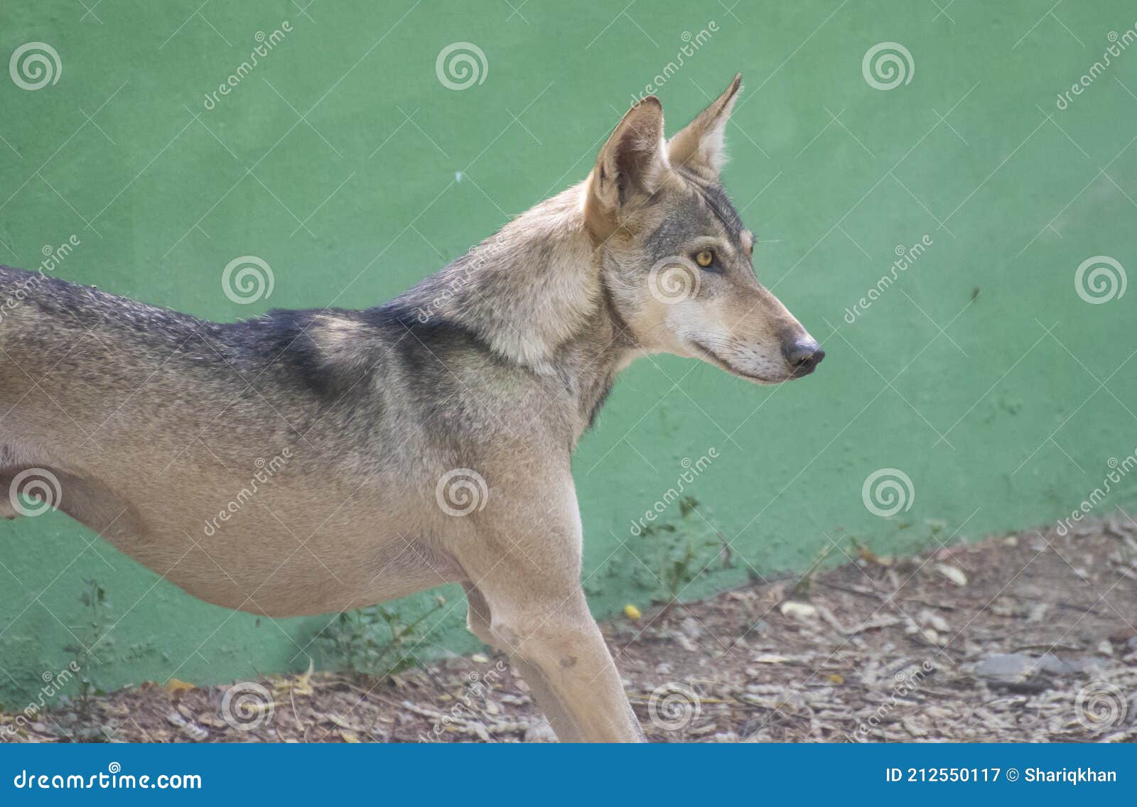 Indian Grey Wolf in Alert Stance Stock Image - Image of national, wild ...