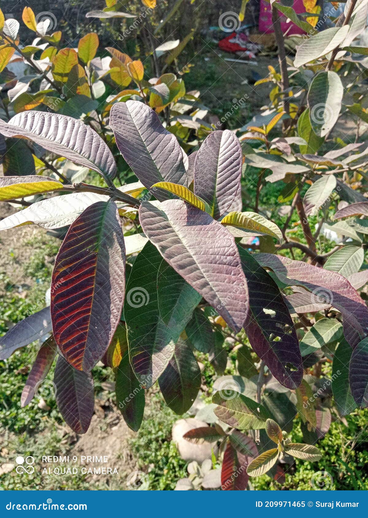 Indian Guava stock image. Image of tree, autumn, guava - 209971465