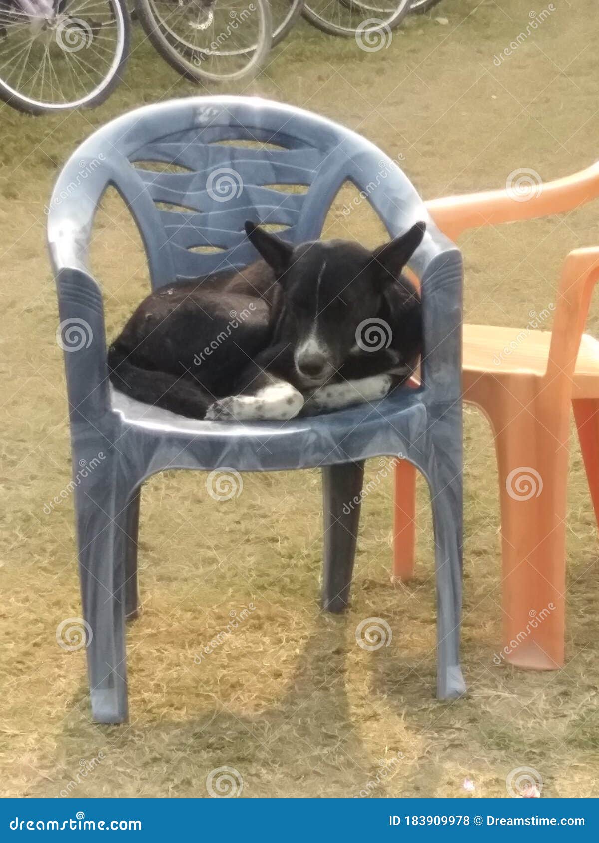 Indian Gully Dog On Chair. Stock Photo | CartoonDealer.com #183909978