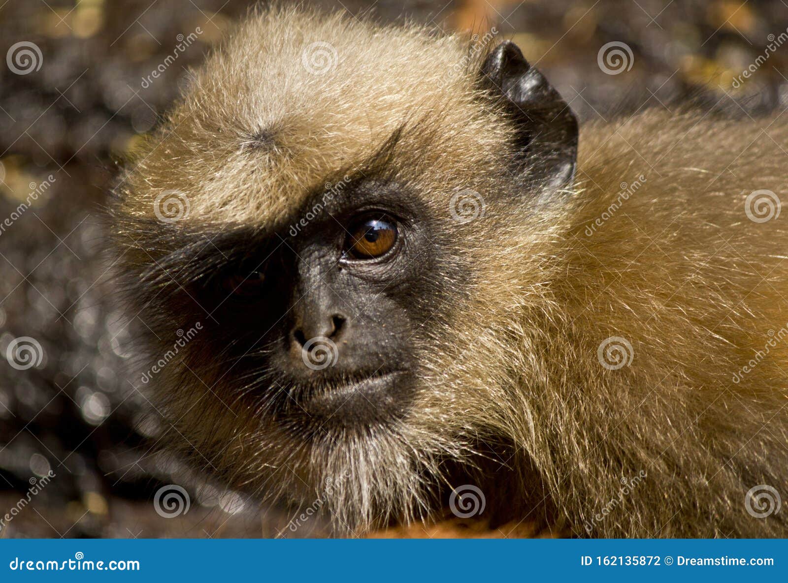 Hanuman Langur Staring T the Camera Stock Photo - Image of grey, angry ...