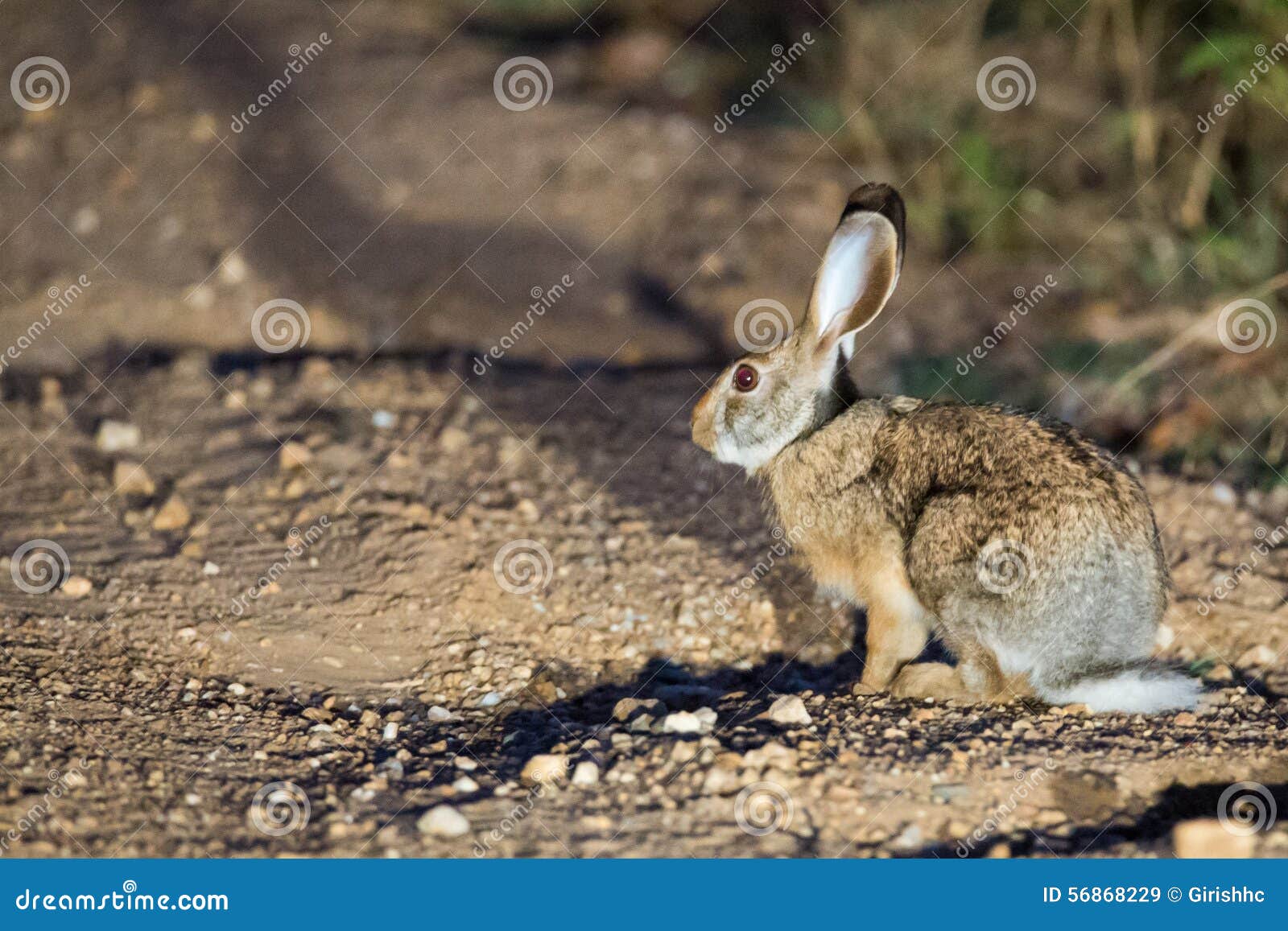Indian hare in habitat stock image. Image of indian, open - 56868229
