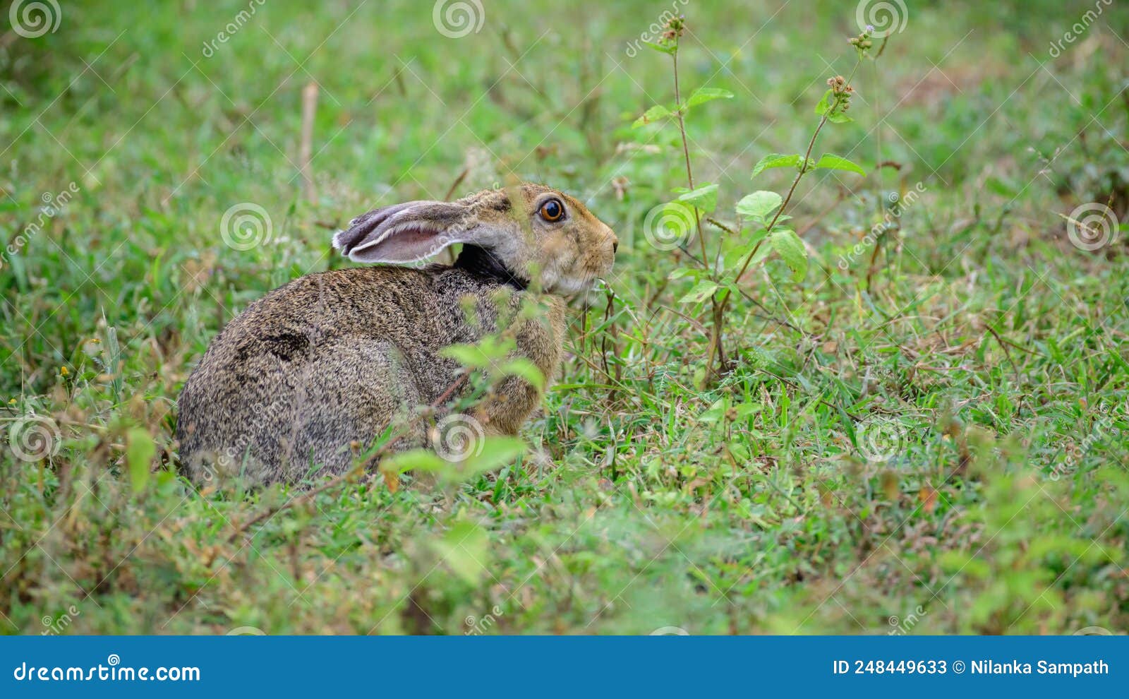 The Indian Hare Resting in the Grass Field Close Up Side View ...