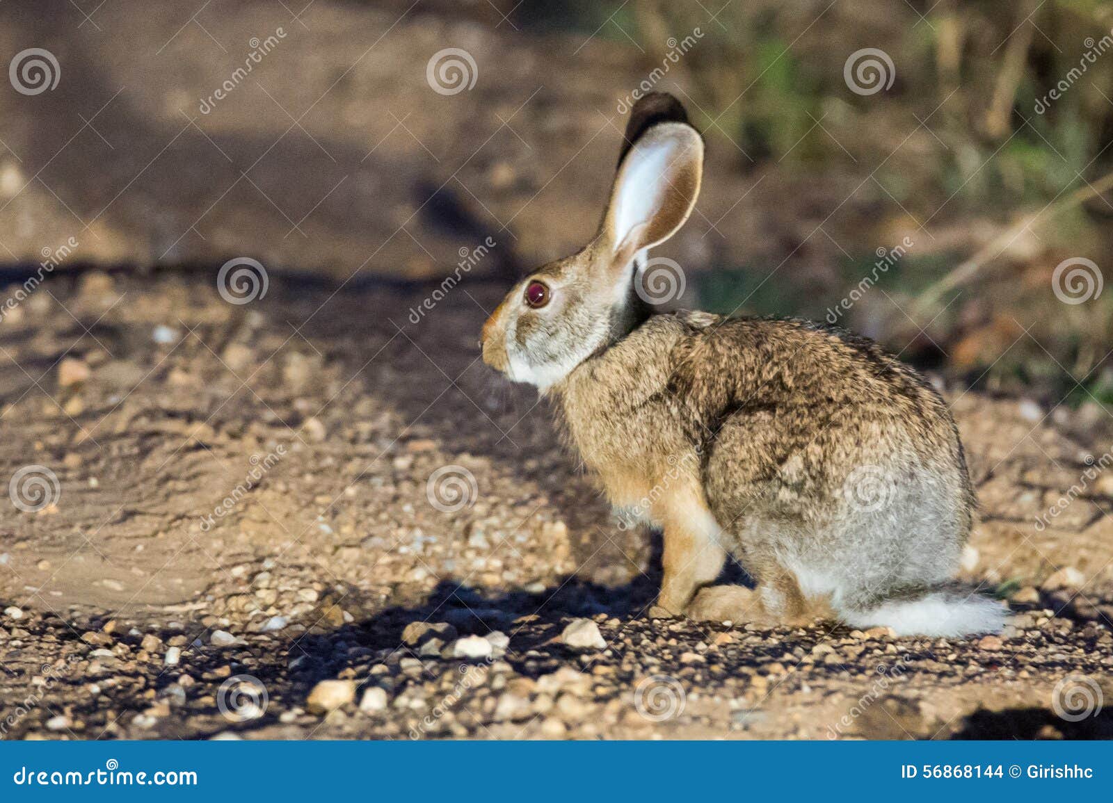 Indian Hare Or Black-naped Hare, Lepus Nigricollis Royalty-Free Stock ...