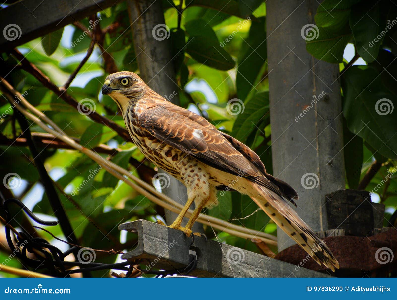 Indian hawk eagle stock photo. Image of rare, indian - 97836290