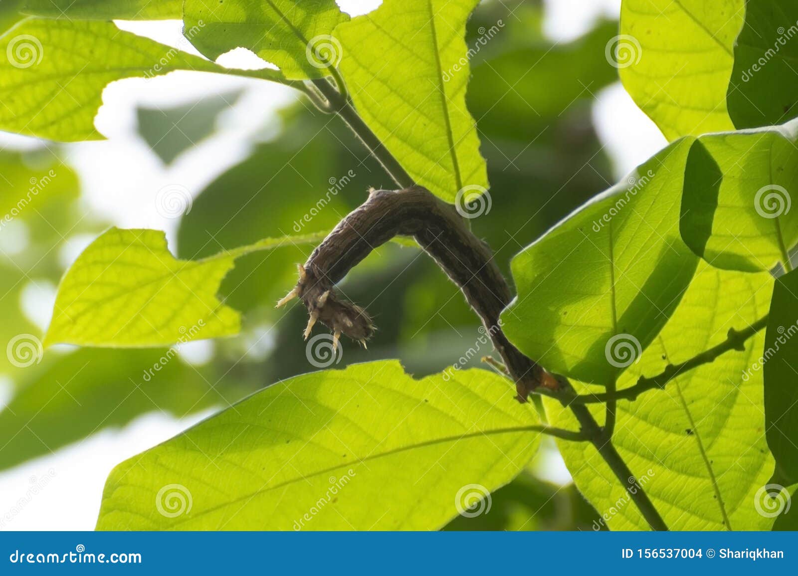 Indian Hawk Moth Caterpillar Oder Larva Hanging Stockfoto - Bild von ...