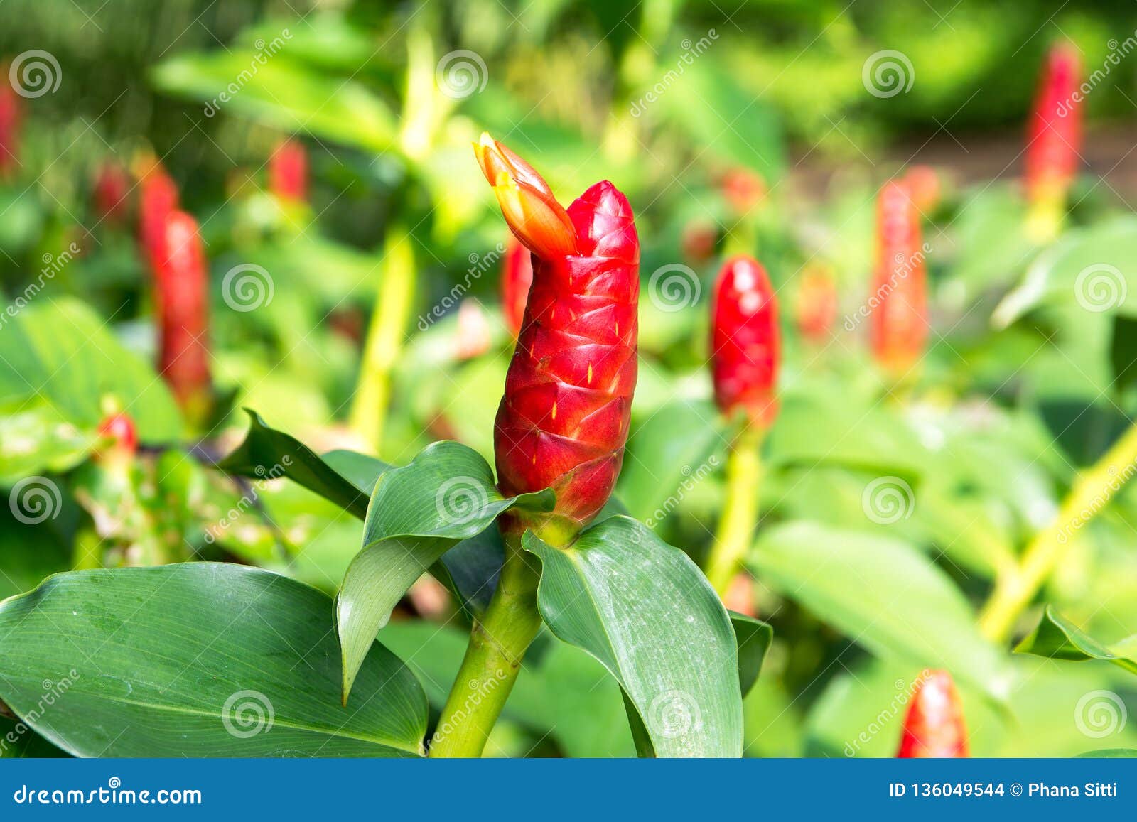 Indian Head Ginger Flowers, Costus Speciosus Stock Photo - Image of ...