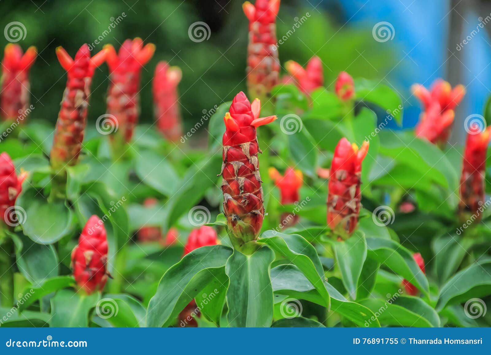 Indian Head Ginger stock image. Image of flower, beautiful - 76891755