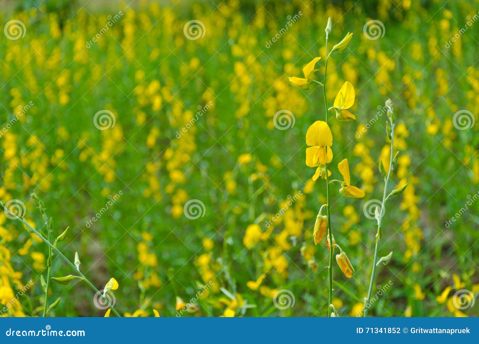 Indian Hemp Field stock photo. Image of blooming, farming - 71341852