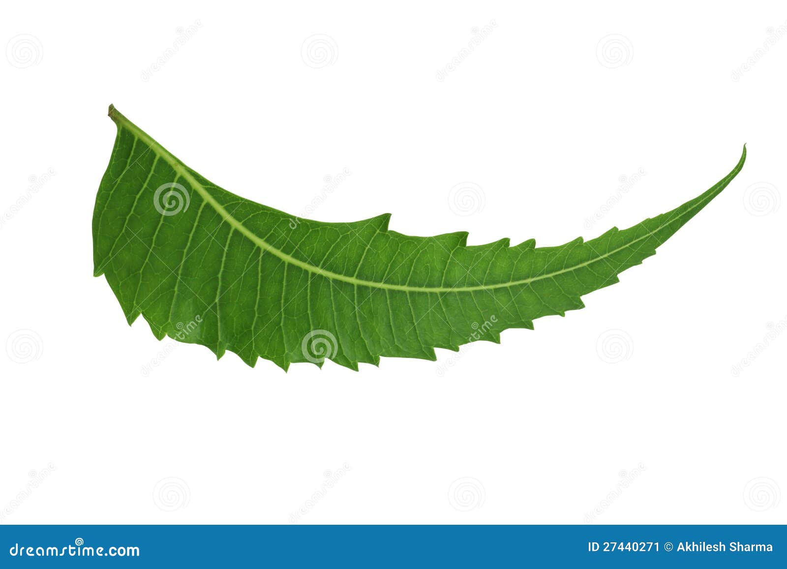 Single Neem Leaf