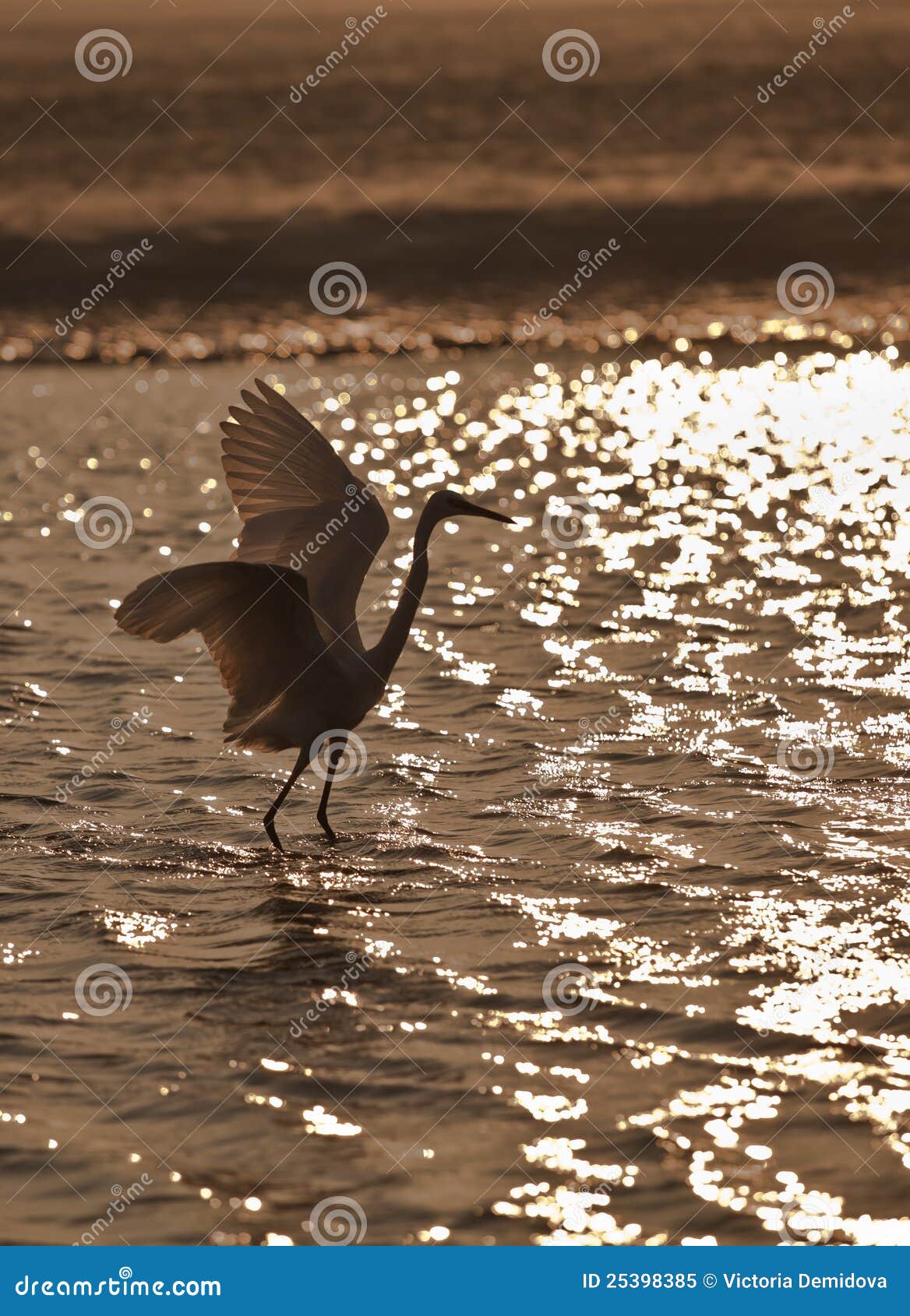 Indian heron at sunset stock image. Image of long, toning - 25398385