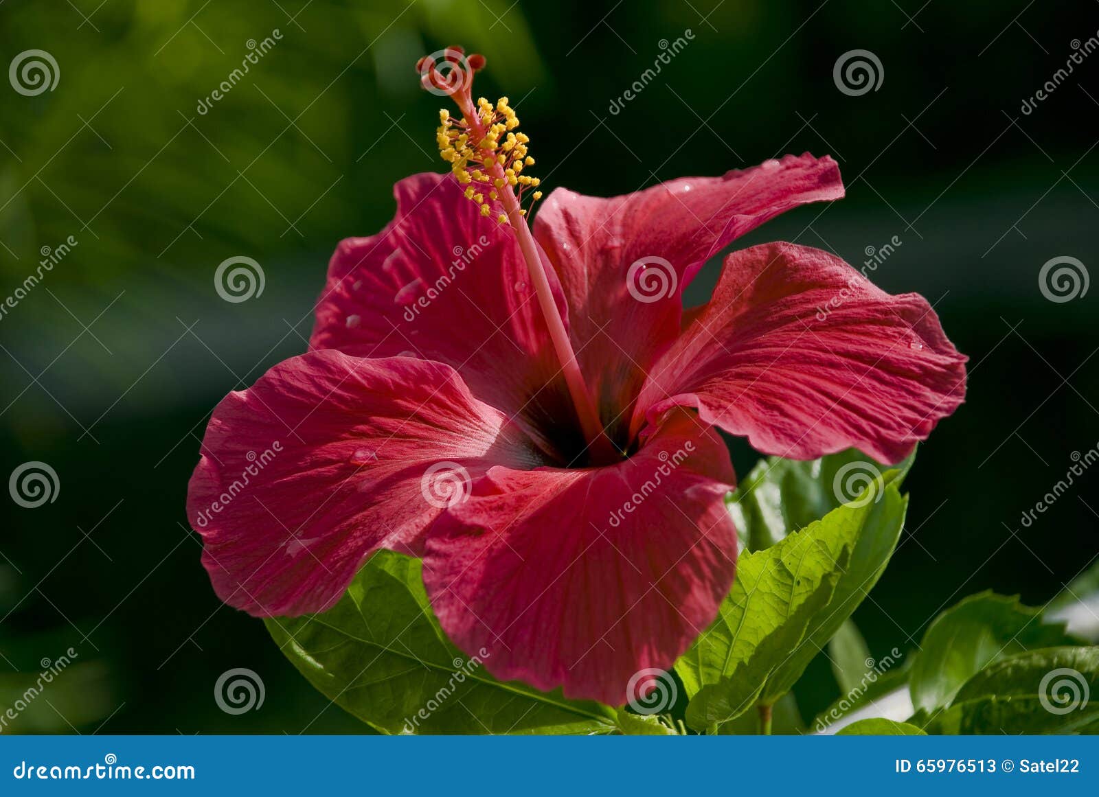 Indian hibiscus flower stock image. Image of closeup - 65976513