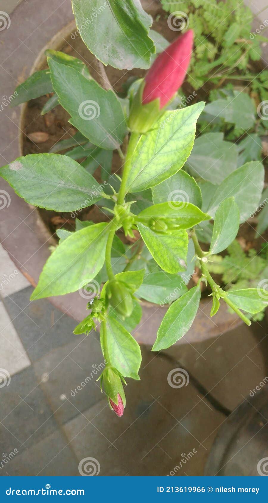 Indian Hibiscus Plant,plant Leaf,flower of Hibiscus, Stock Photo ...