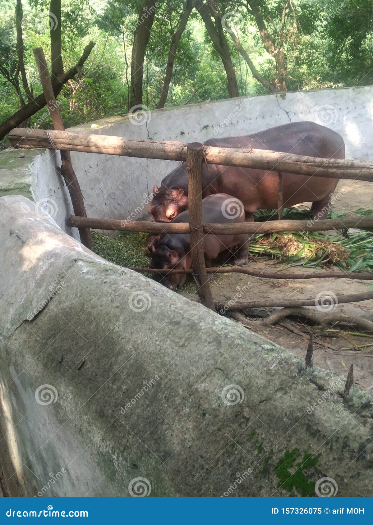 Indian hippo stock image. Image of child, grass, farm - 157326075