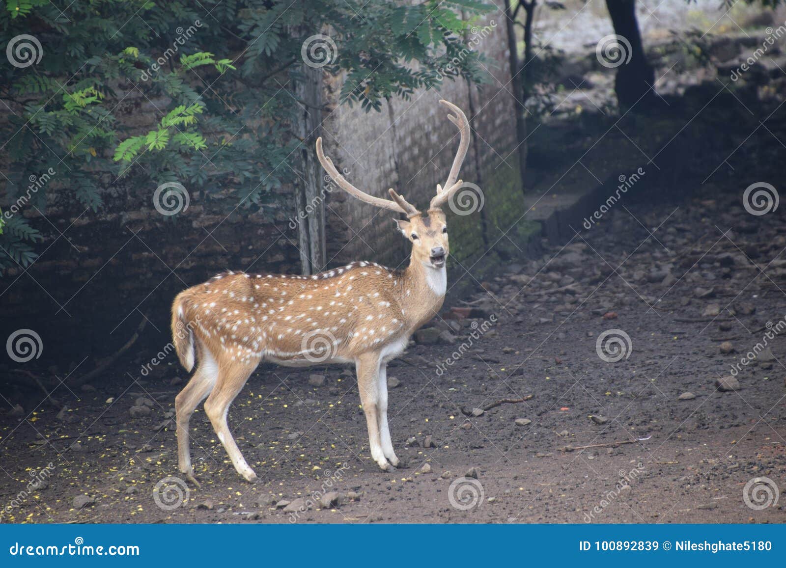 Indian hog deer stock image. Image of deer, jungle, indian - 100892839